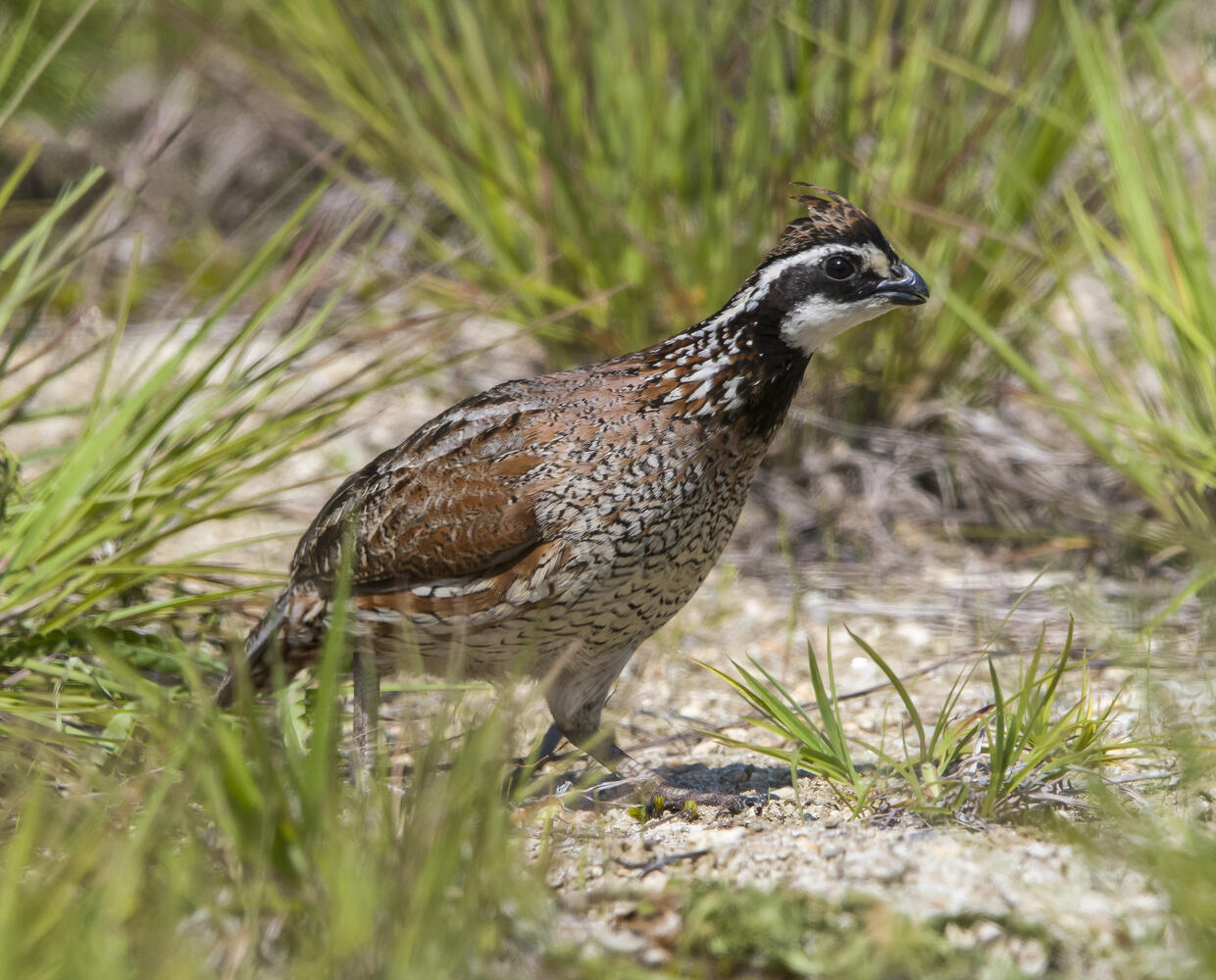 Northern Bobwhite | Mass.gov